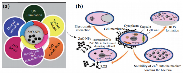 综述：ZnO纳米颗粒的抗菌活性和毒性机制-NMSCI.CN
