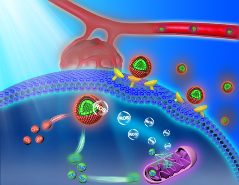 无载体纳米前药：自靶向激活和ROS循环放大实现肿瘤的氧化-化疗协同治疗-NMSCI.CN