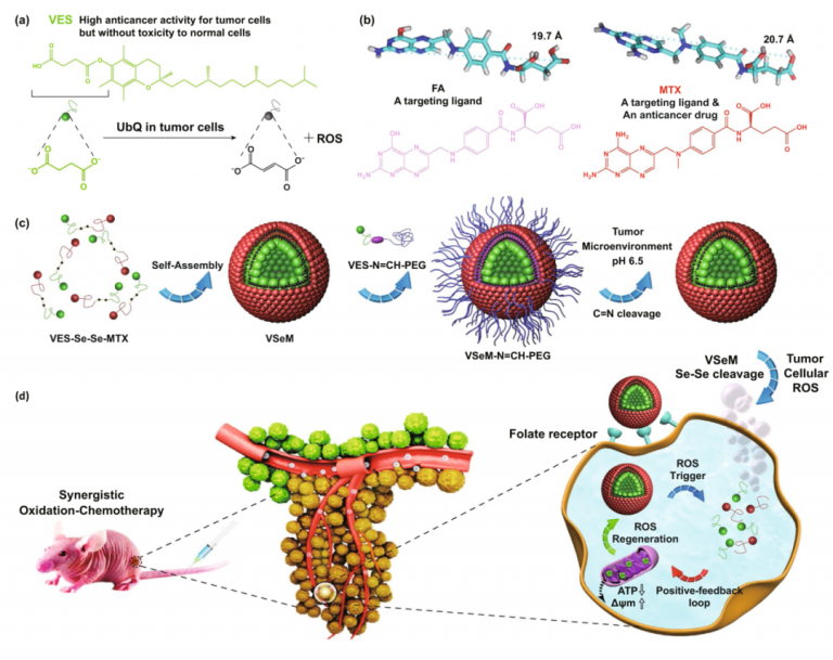 无载体纳米前药：自靶向激活和ROS循环放大实现肿瘤的氧化-化疗协同治疗-NMSCI.CN