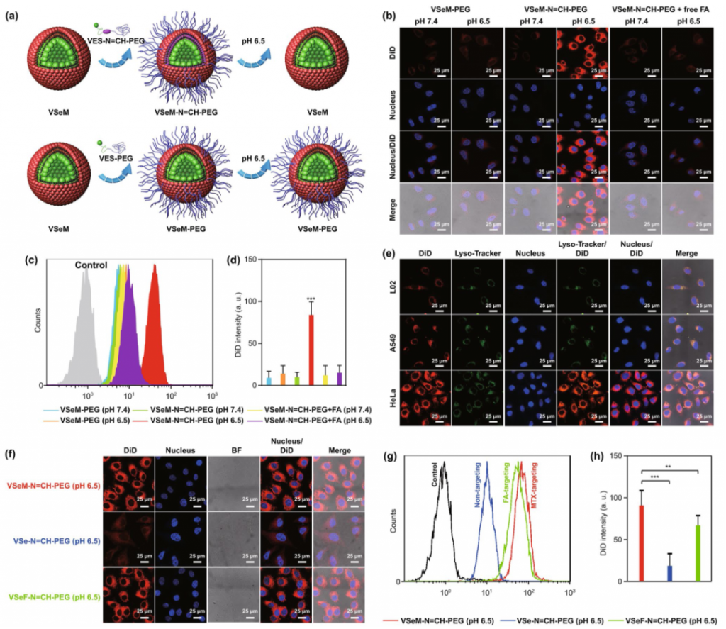 无载体纳米前药：自靶向激活和ROS循环放大实现肿瘤的氧化-化疗协同治疗-NMSCI.CN