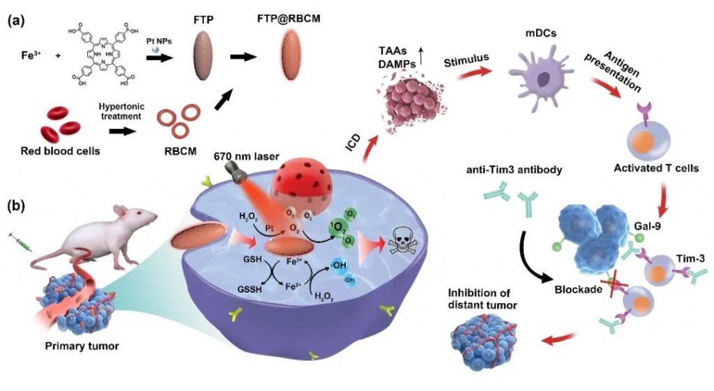 仿生红细胞：引发自由基风暴杀伤肿瘤细胞&增强免疫效应-NMSCI.CN