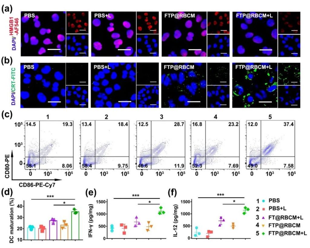 仿生红细胞：引发自由基风暴杀伤肿瘤细胞&增强免疫效应-NMSCI.CN