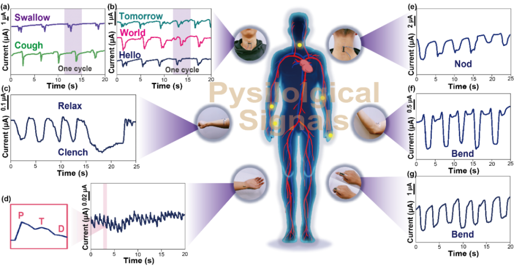 自修复多功能电子皮肤：清洁环保制备及人体信号的智能手机处理-NMSCI.CN