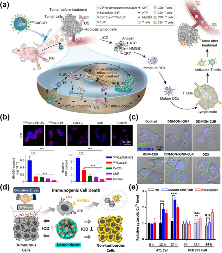 厦门大学刘刚教授团队：钙基纳米材料与癌症—从诊断到治疗-NMSCI.CN