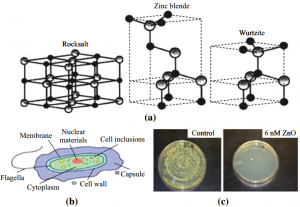 综述：ZnO纳米颗粒的抗菌活性和毒性机制 - Nano-Micro Letters