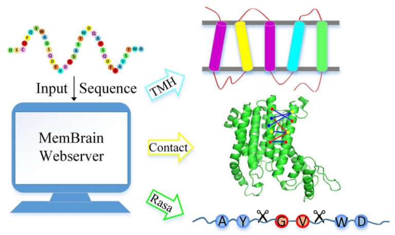 MemBrain：一种便捷的预测膜蛋白结构的在线服务器 - Nano-Micro Letters