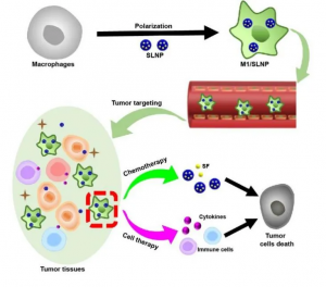 封面文章：功能化巨噬细胞整合化疗提高癌症治疗效果 - Nano-Micro Letters