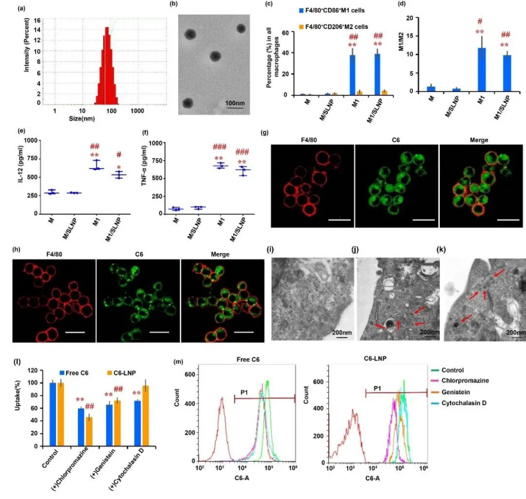 封面文章：功能化巨噬细胞整合化疗提高癌症治疗效果 - Nano-Micro Letters